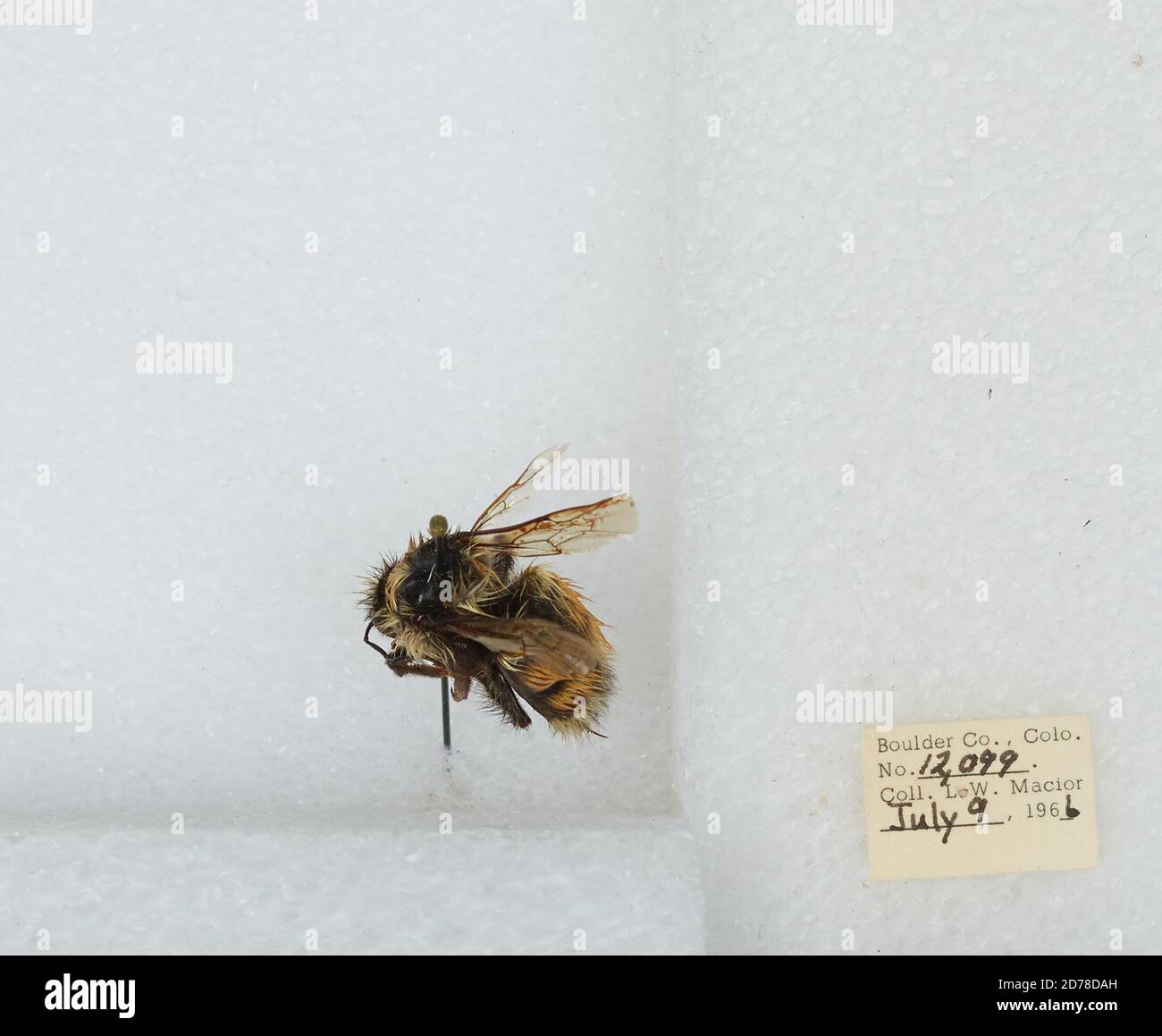 Boulder, Colorado, United States, Bombus (Pyrobombus) sylvicola Kirby ...