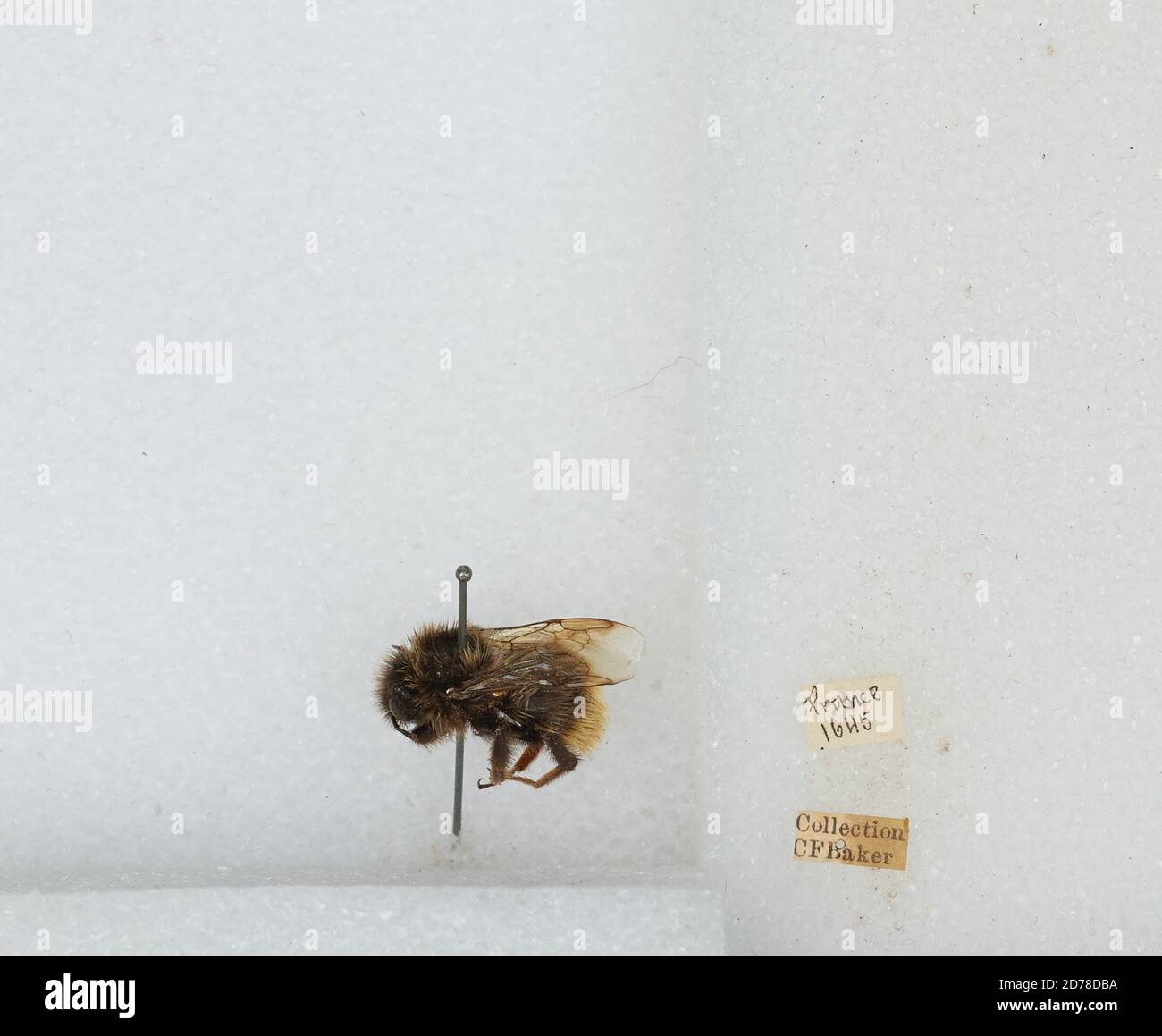 France, Bombus (Psithyrus) rupestris (Fabricius), Animalia, Arthropoda ...