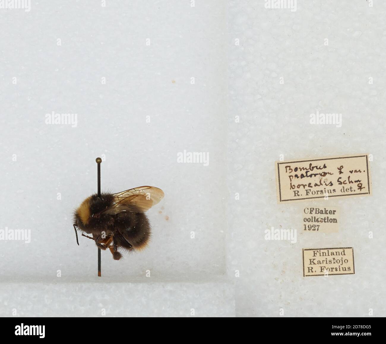 Karjalohja, Uusimaa, Finland, Bombus (Pyrobombus) pratorum borealis ...