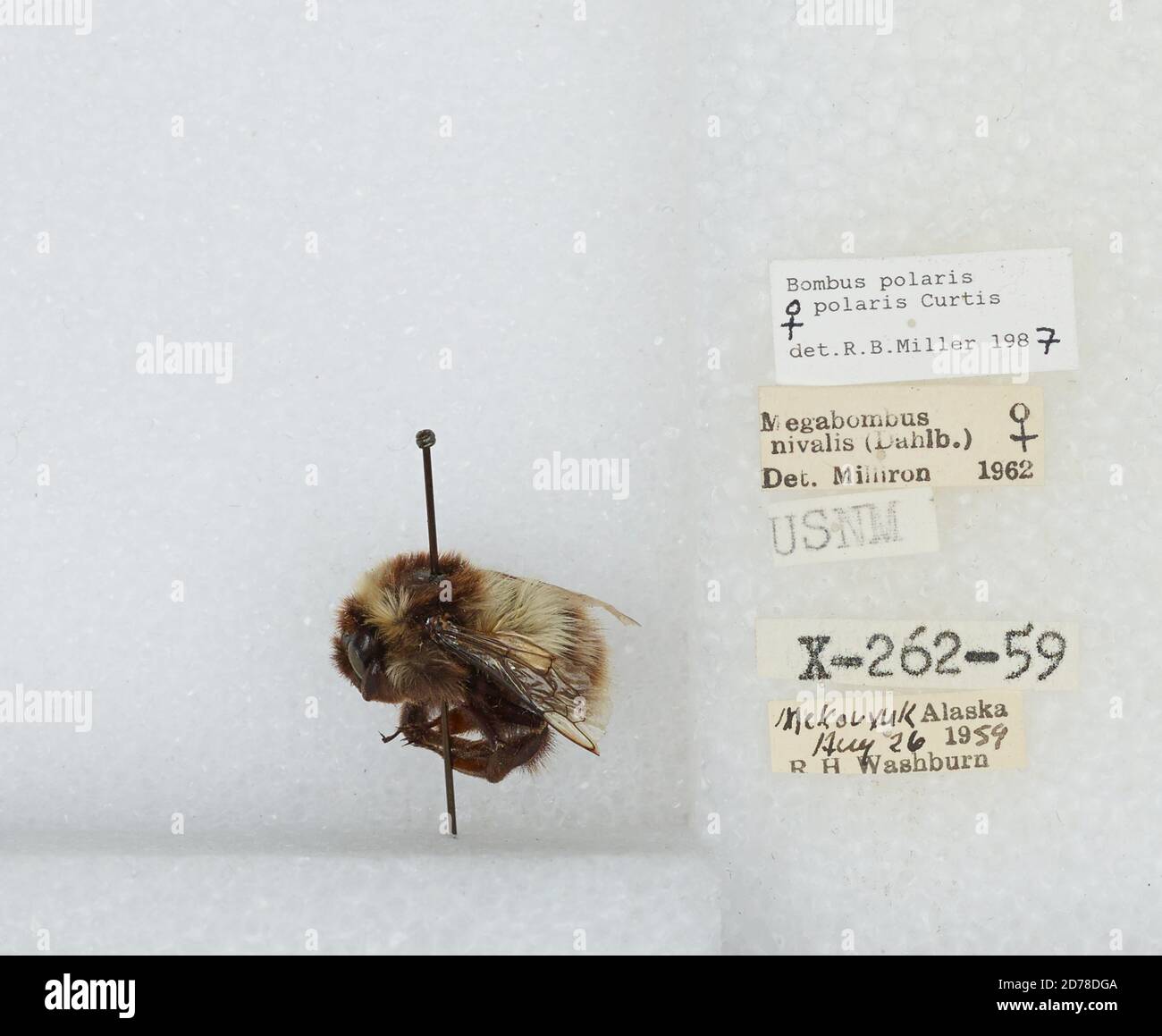 Mekoryuk, Bethel, Alaska, United States, Bombus (Alpinobombus) polaris ...