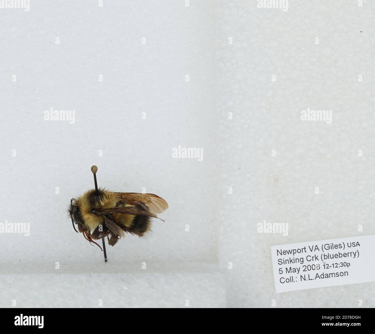 Newport, Sinking Creek, Giles, Virginia, United States, Bombus ...