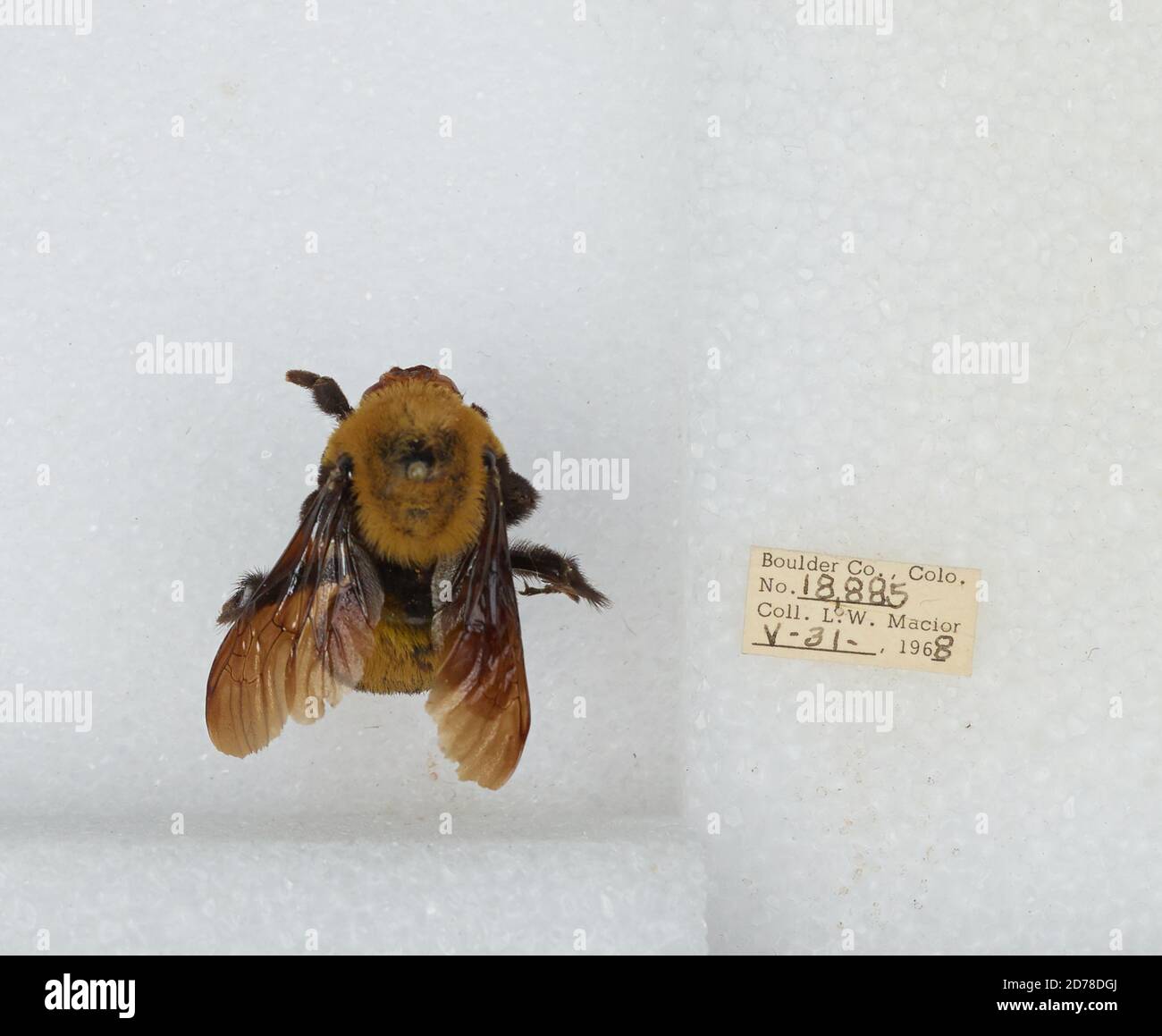 Boulder, Colorado, United States, Bombus (Separatobombus) morrisoni ...