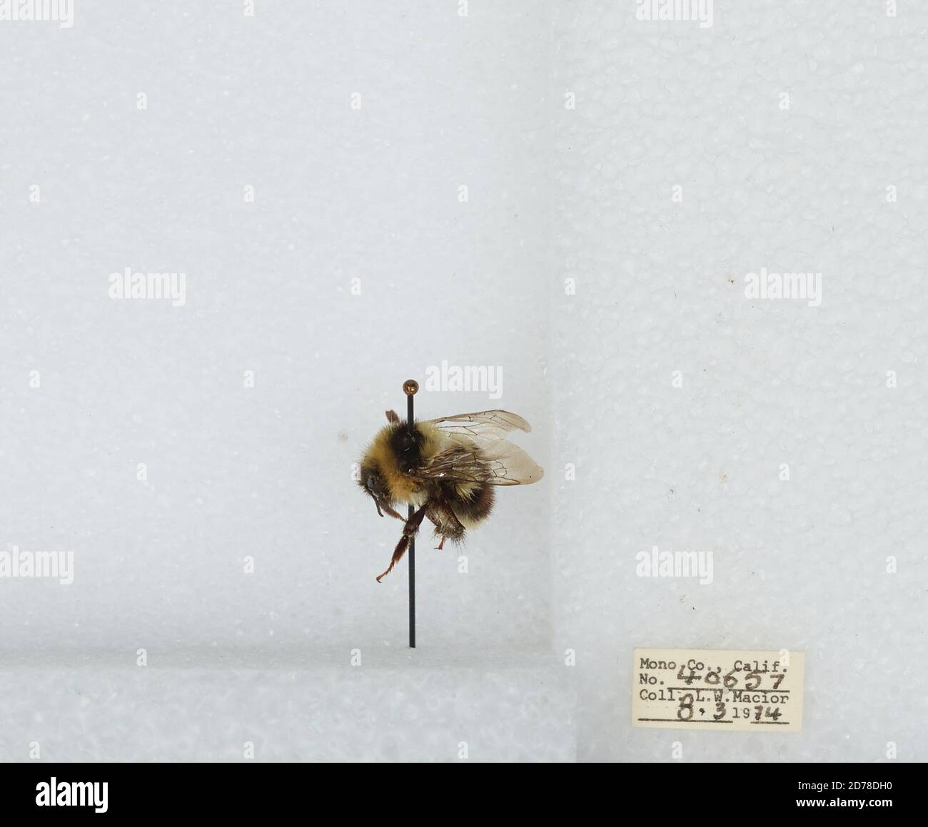 Mono, California, United States, Bombus (Cullumanobombus) rufocinctus ...