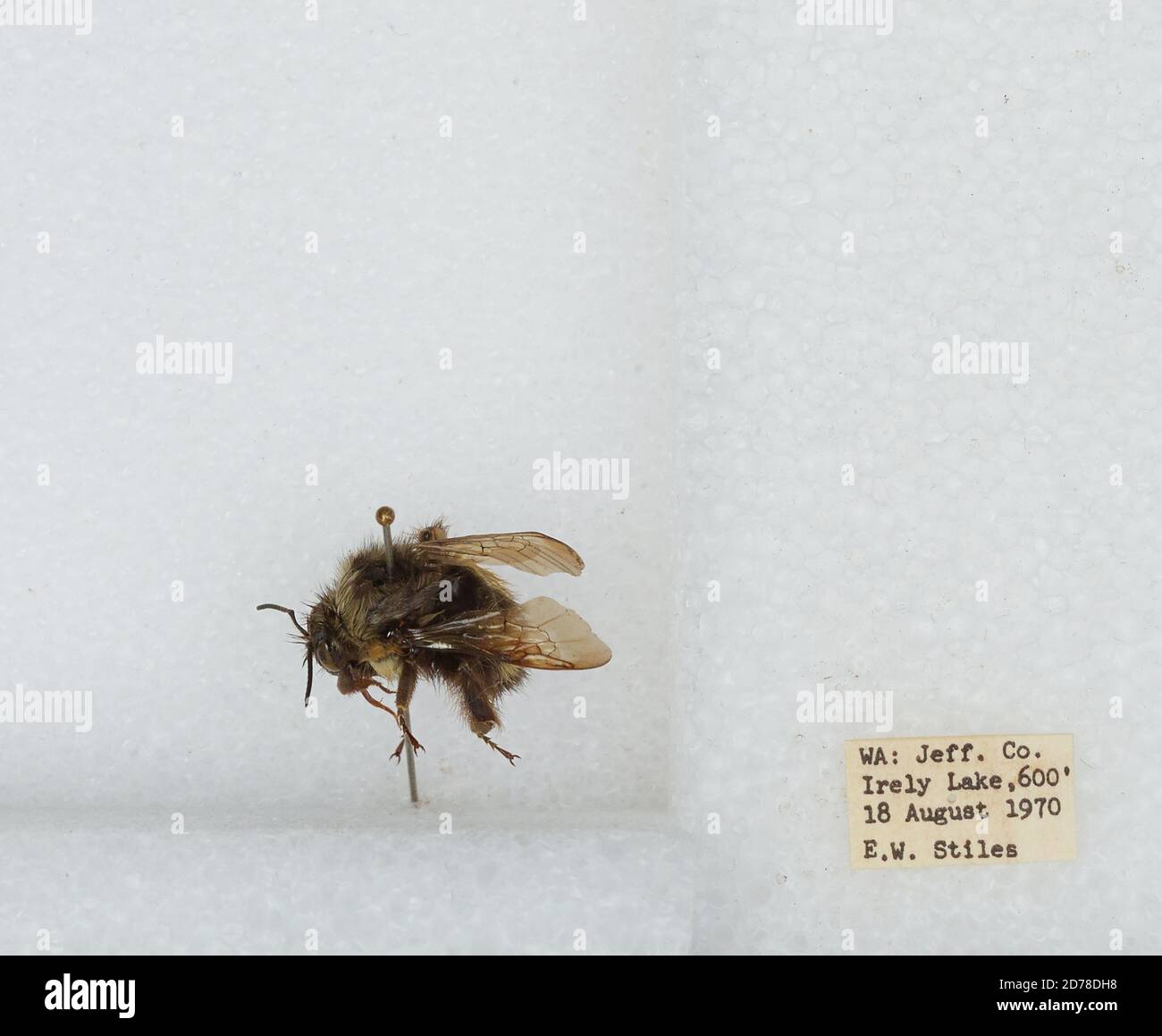 Irely Lake, Jefferson, Washington, United States, Bombus (Pyrobombus ...