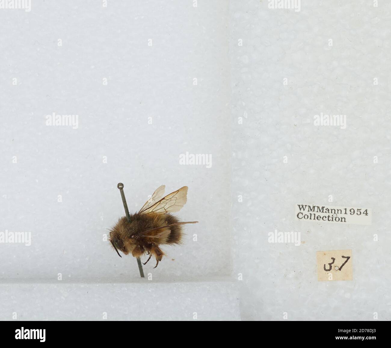 Bombus (Pyrobombus) sitkensis Nylander, Animalia, Arthropoda, Insecta ...