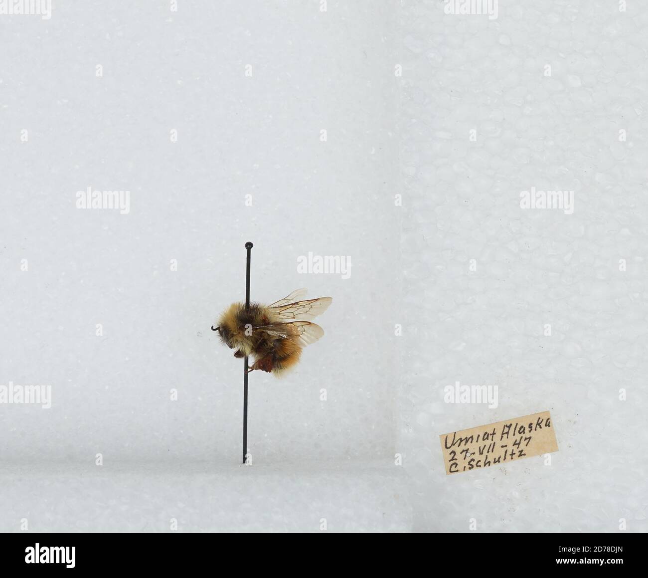 Umiat, North Slope, Alaska, United States, Bombus (Pyrobombus ...