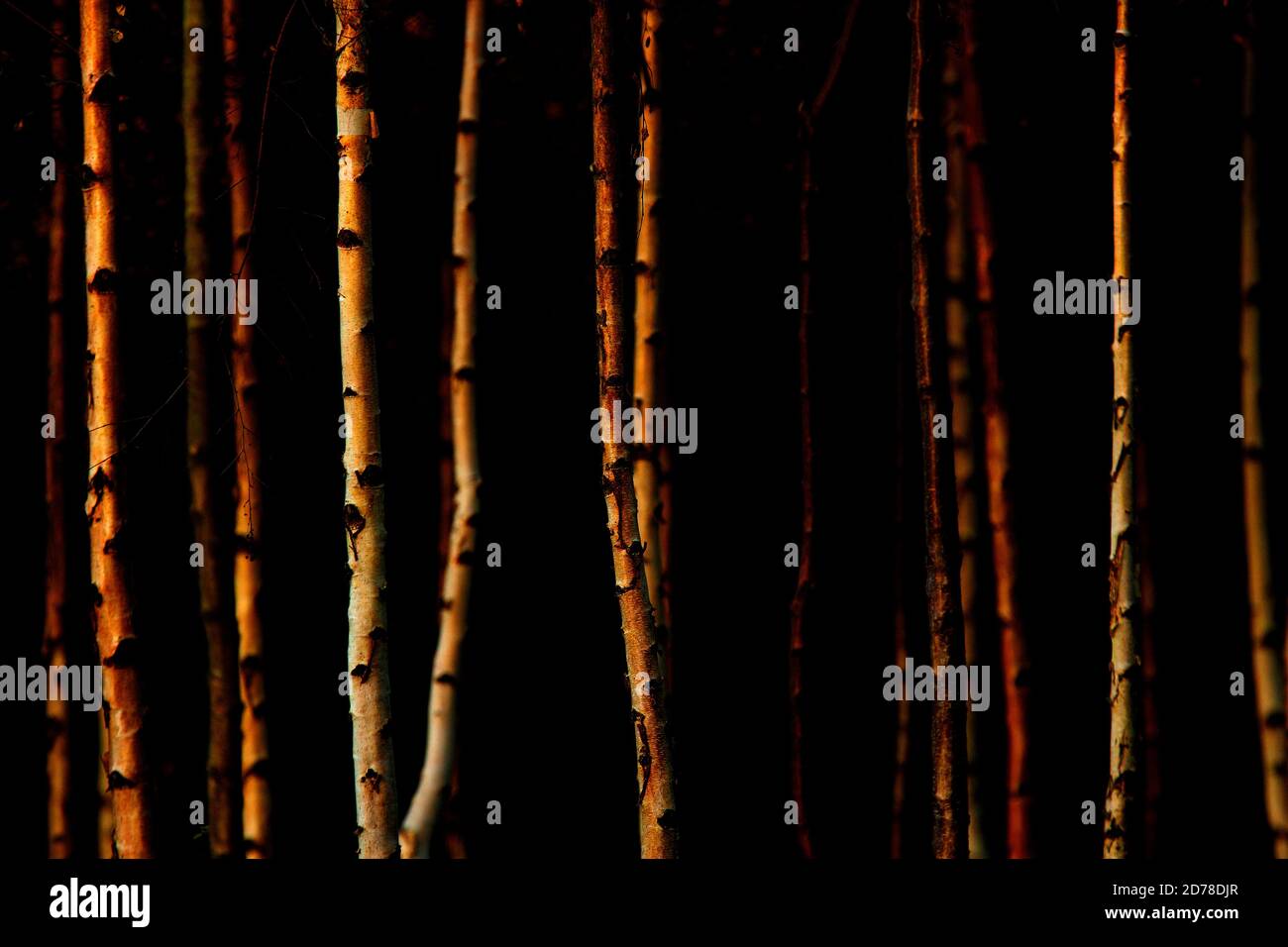 Favourite bushcraft trees hi-res stock photography and images - Alamy