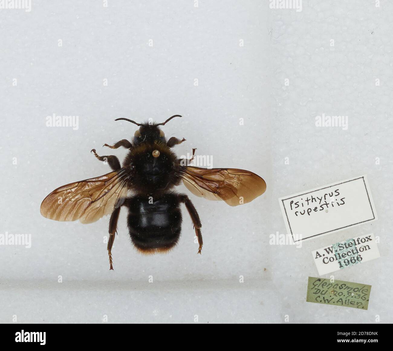 Glenasmole, Leinster, Ireland, Bombus (Psithyrus) rupestris (Fabricius ...