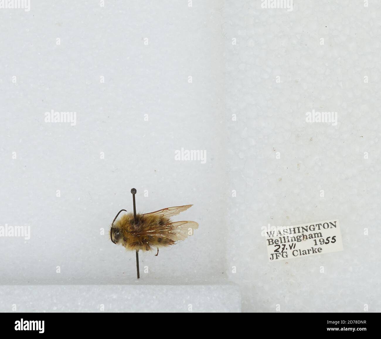 Bellingham, Whatcom, Washington, United States, Bombus (Pyrobombus ...