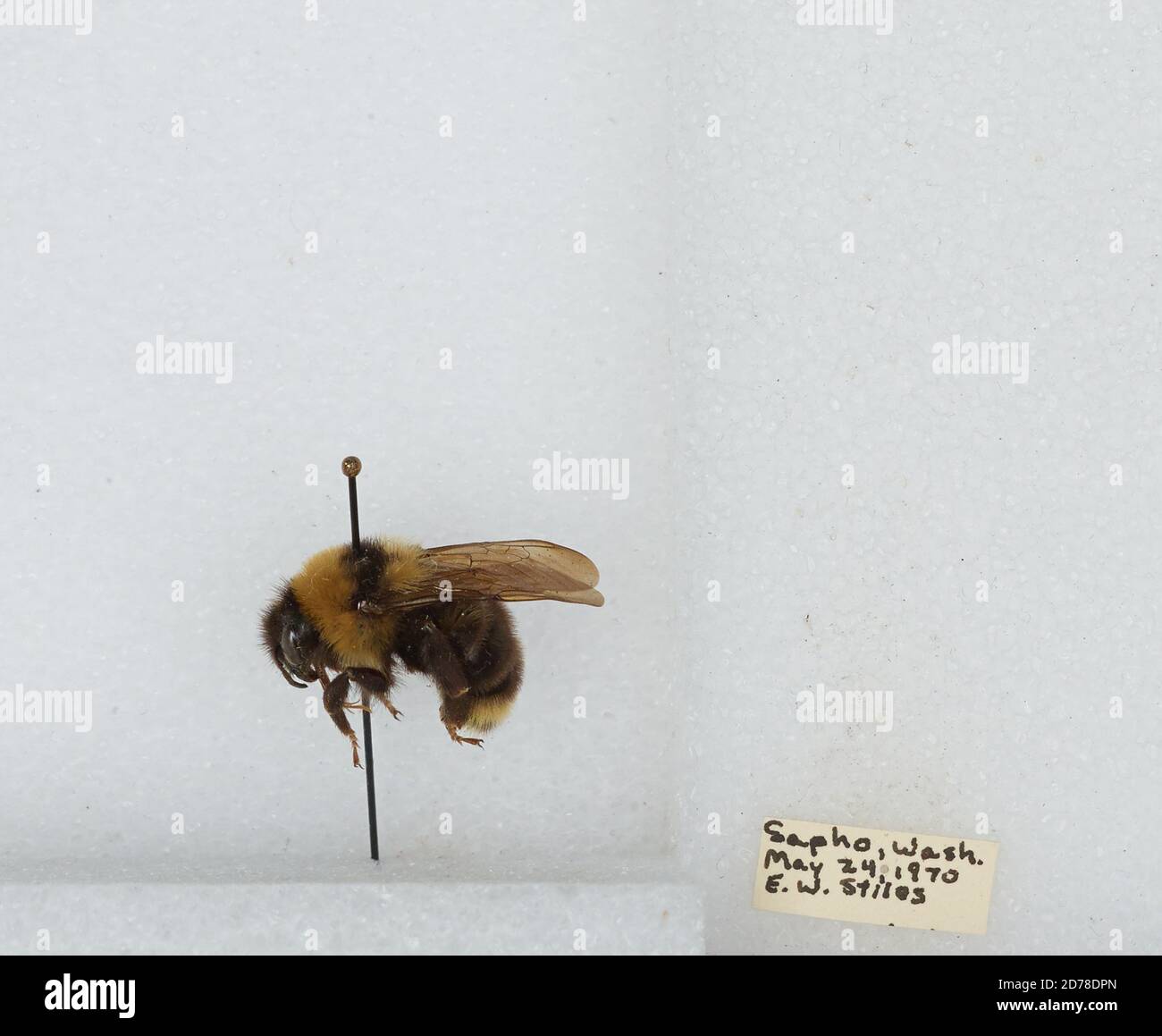 Sappho, Clallam, Washington, United States, Bombus (Psithyrus) suckleyi ...