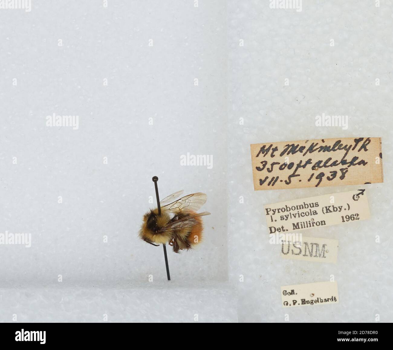 Denali National Park and Preserve, Mt. McKinley, Denali, Alaska, United ...