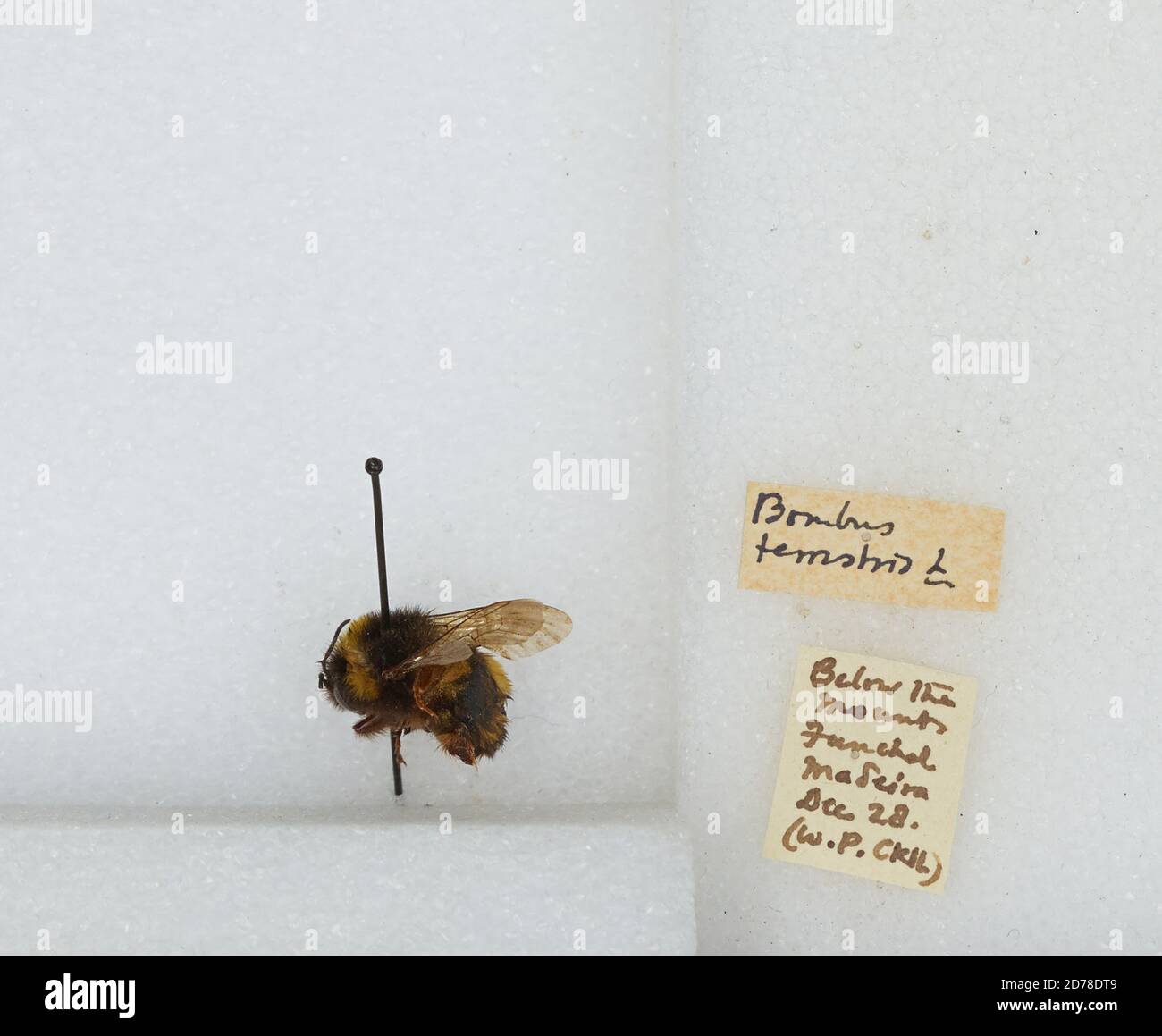 Below the Mountains, Funchal, Funchal, Madeira, Portugal, Bombus ...