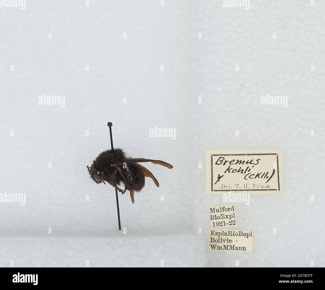 Espia Rio Bopi, La Paz, Bolivia, Bombus (Fervidobombus) morio (Swederus ...