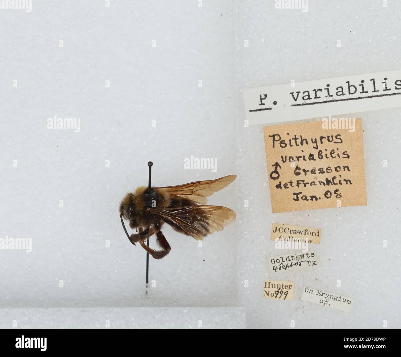 Goldthwaite, Mills County, Texas, United States, Bombus (Psithyrus ...