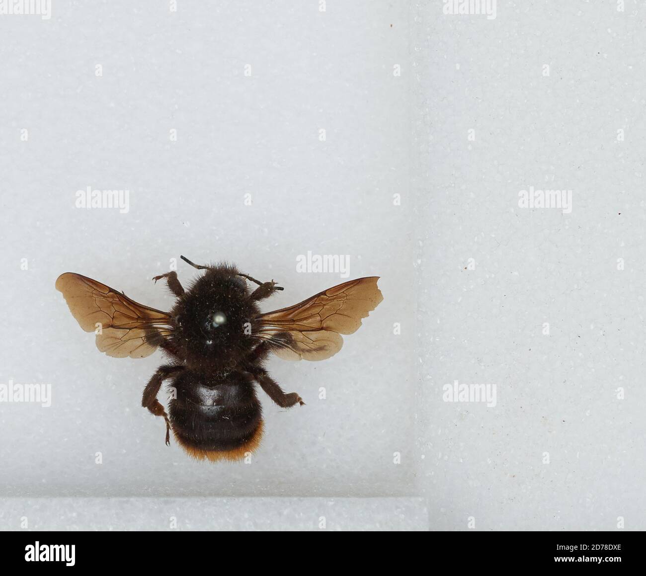 Bombus (Psithyrus) rupestris (Fabricius), Animalia, Arthropoda, Insecta ...