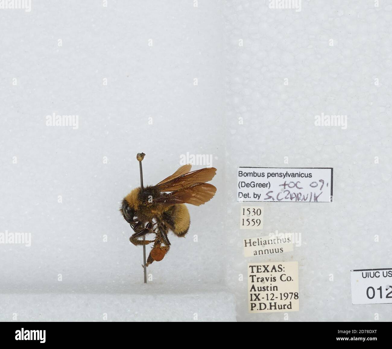 Austin, Travis, Texas, United States, Bombus (Fervidobombus ...