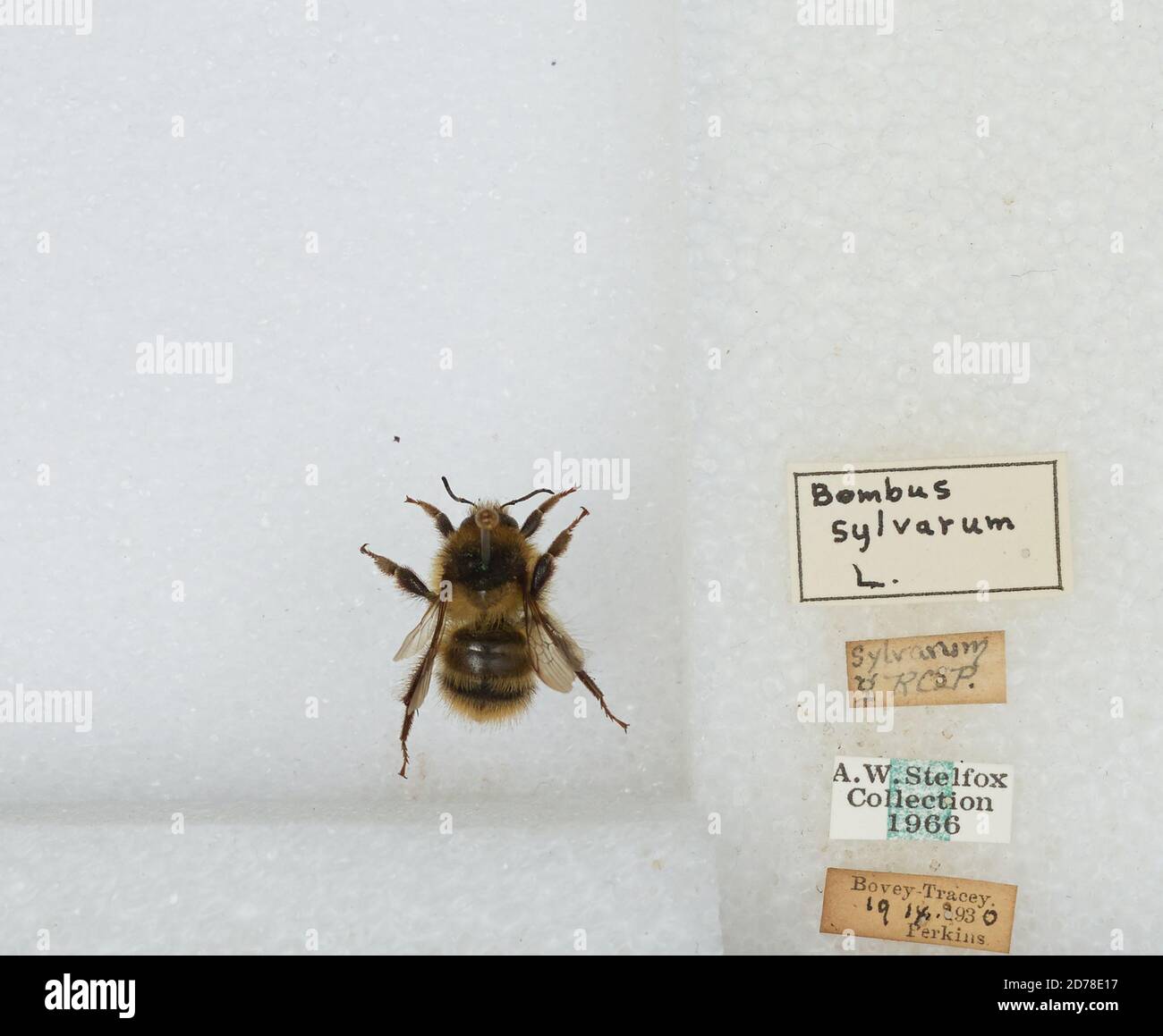 Bovey Tracey, Devon, England, United Kingdom, Bombus (Thoracobombus ...