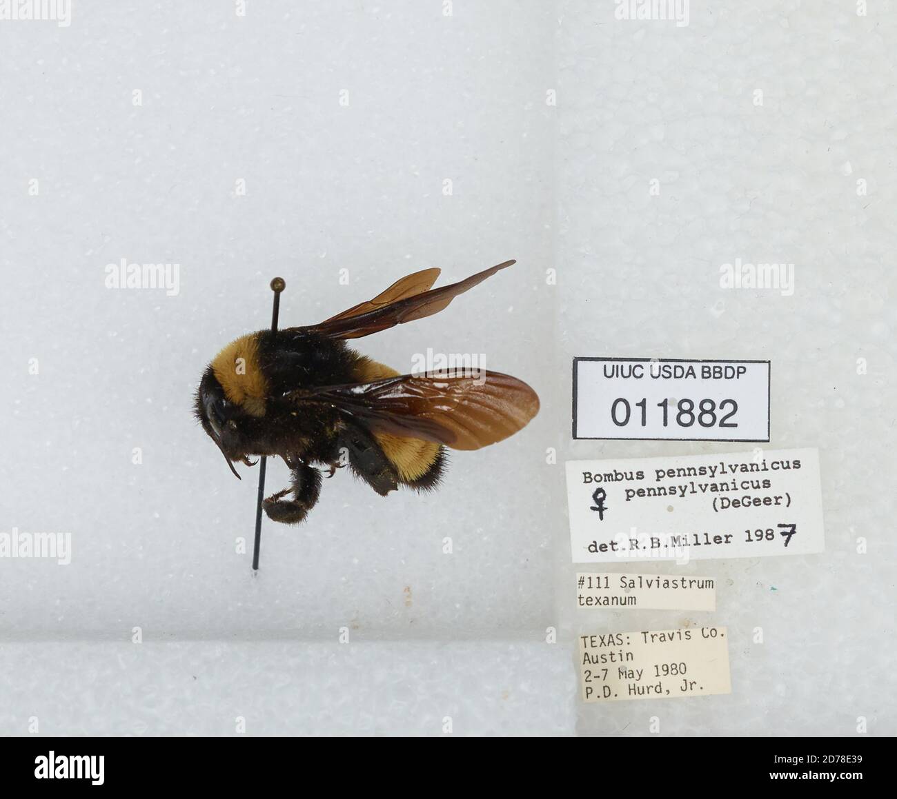 Austin, Travis, Texas, United States, Bombus (Fervidobombus ...