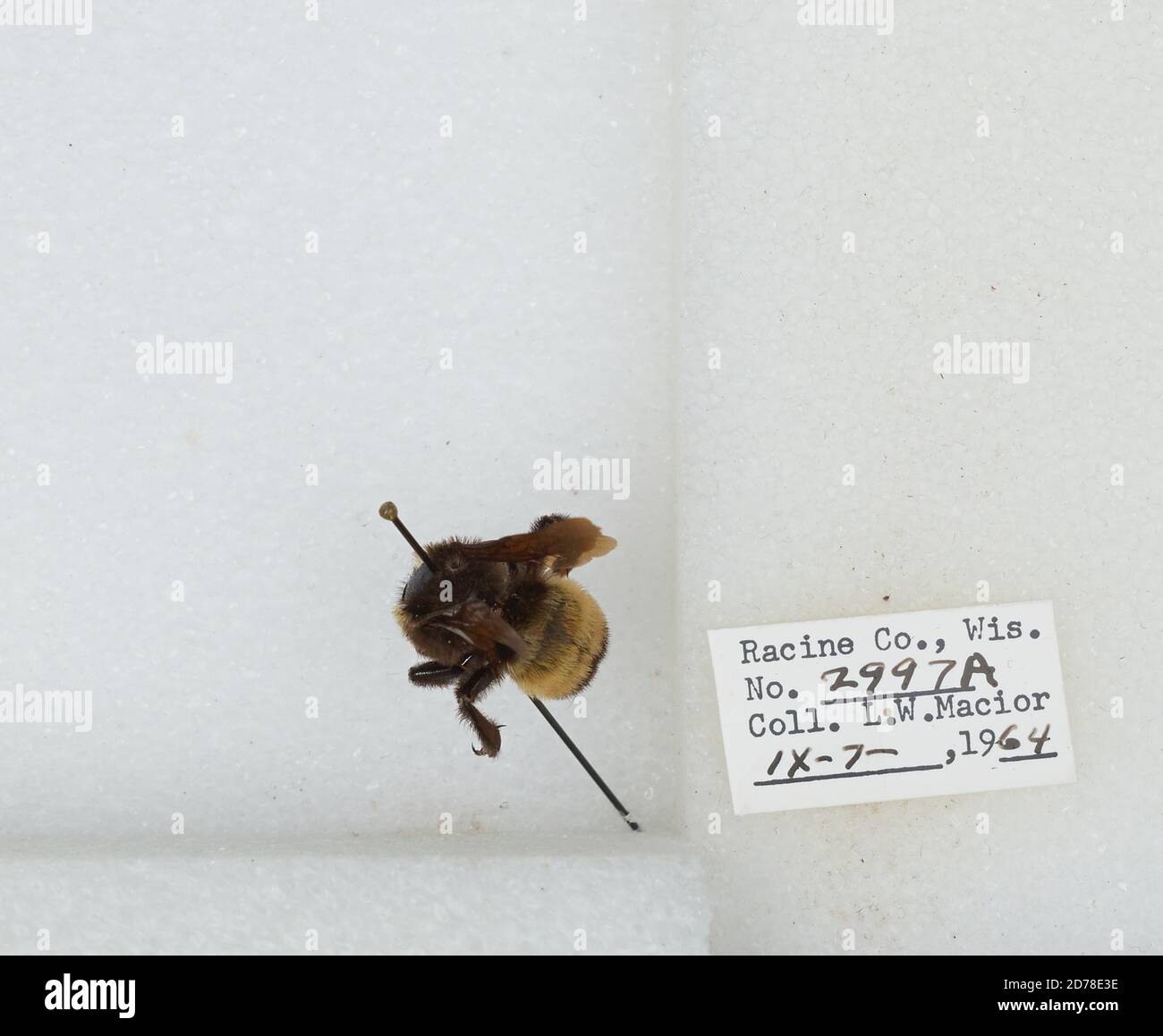 Racine, Wisconsin, United States, Bombus (Fervidobombus) pensylvanicus ...