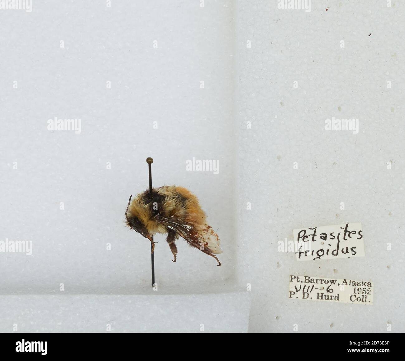 Point Barrow, North Slope, Alaska, United States, Bombus (Pyrobombus ...