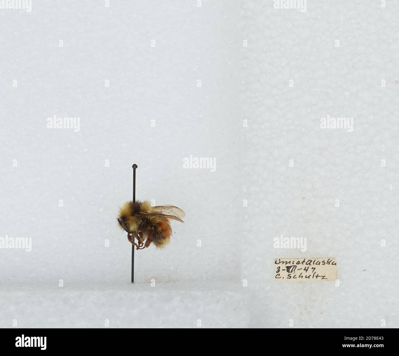 Umiat, North Slope, Alaska, United States, Bombus (Pyrobombus ...