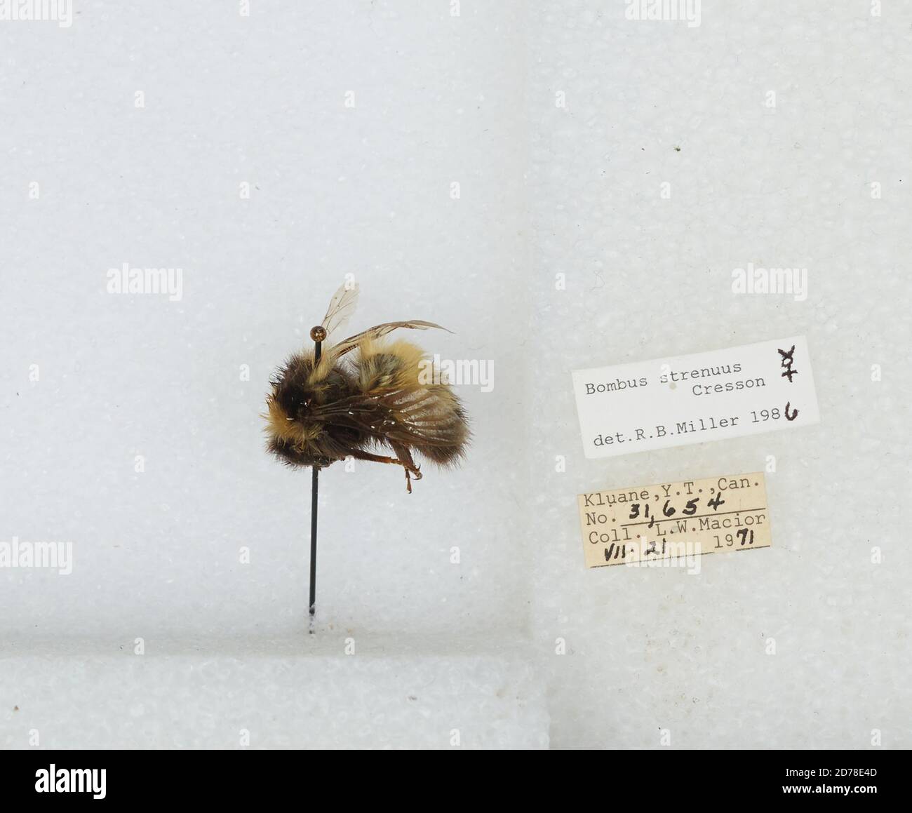 Kluane, Yukon Territory, Canada, Bombus (Alpinobombus) neoboreus Sladen ...