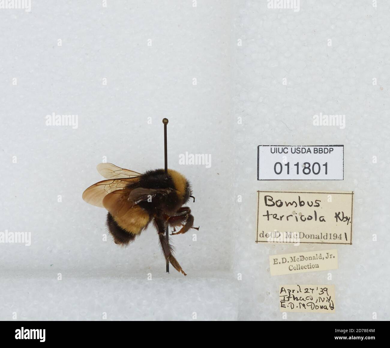 Ithaca, Tompkins, New York, United States, Bombus (Bombus) terricola ...