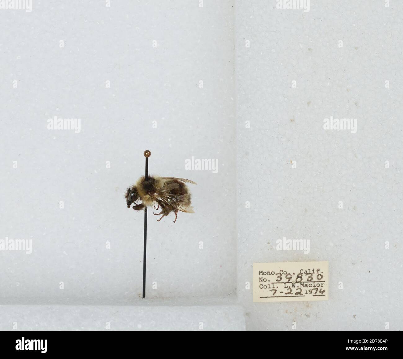 Mono, California, United States, Bombus (Cullumanobombus) rufocinctus ...