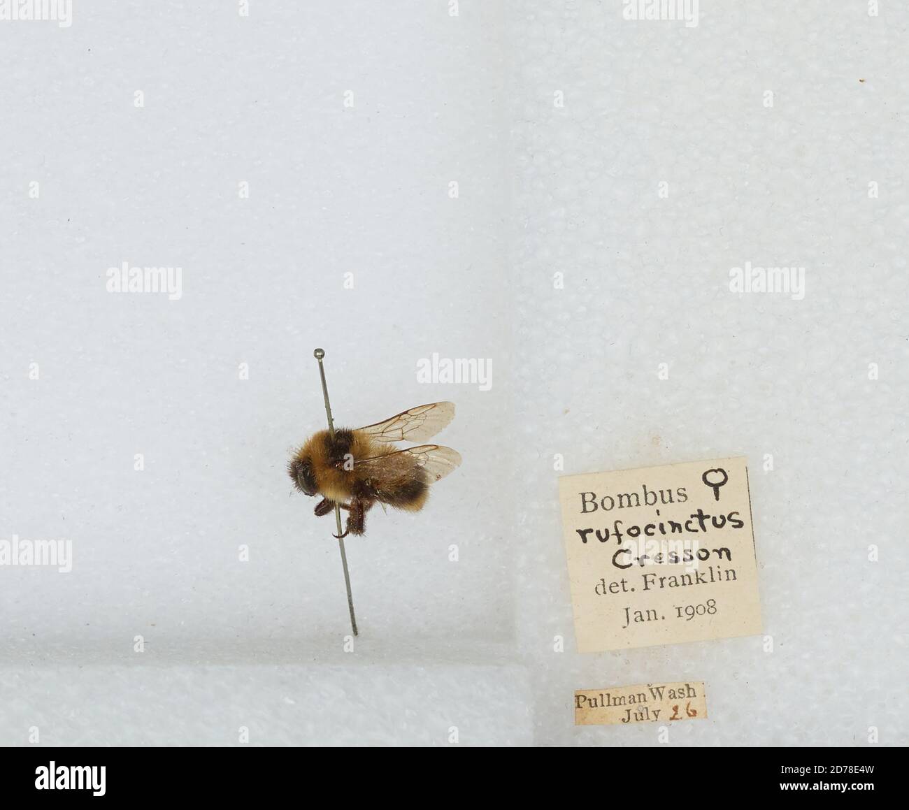 Pullman, Whitman, Washington, United States, Bombus (Cullumanobombus ...