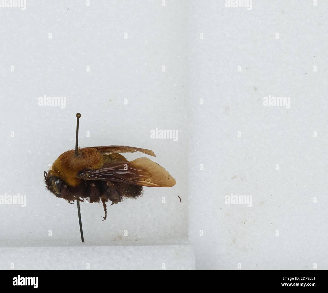 Bombus (Separatobombus) morrisoni Cresson, 1878, Animalia, Arthropoda ...