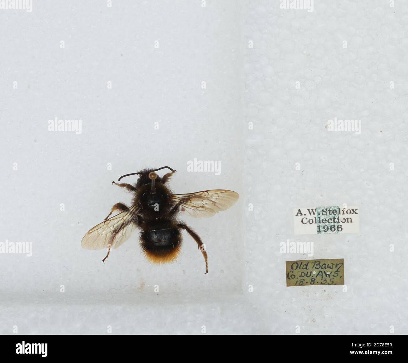 Old Bawn, Wexford, Leinster, Ireland, Bombus (Psithyrus) rupestris ...