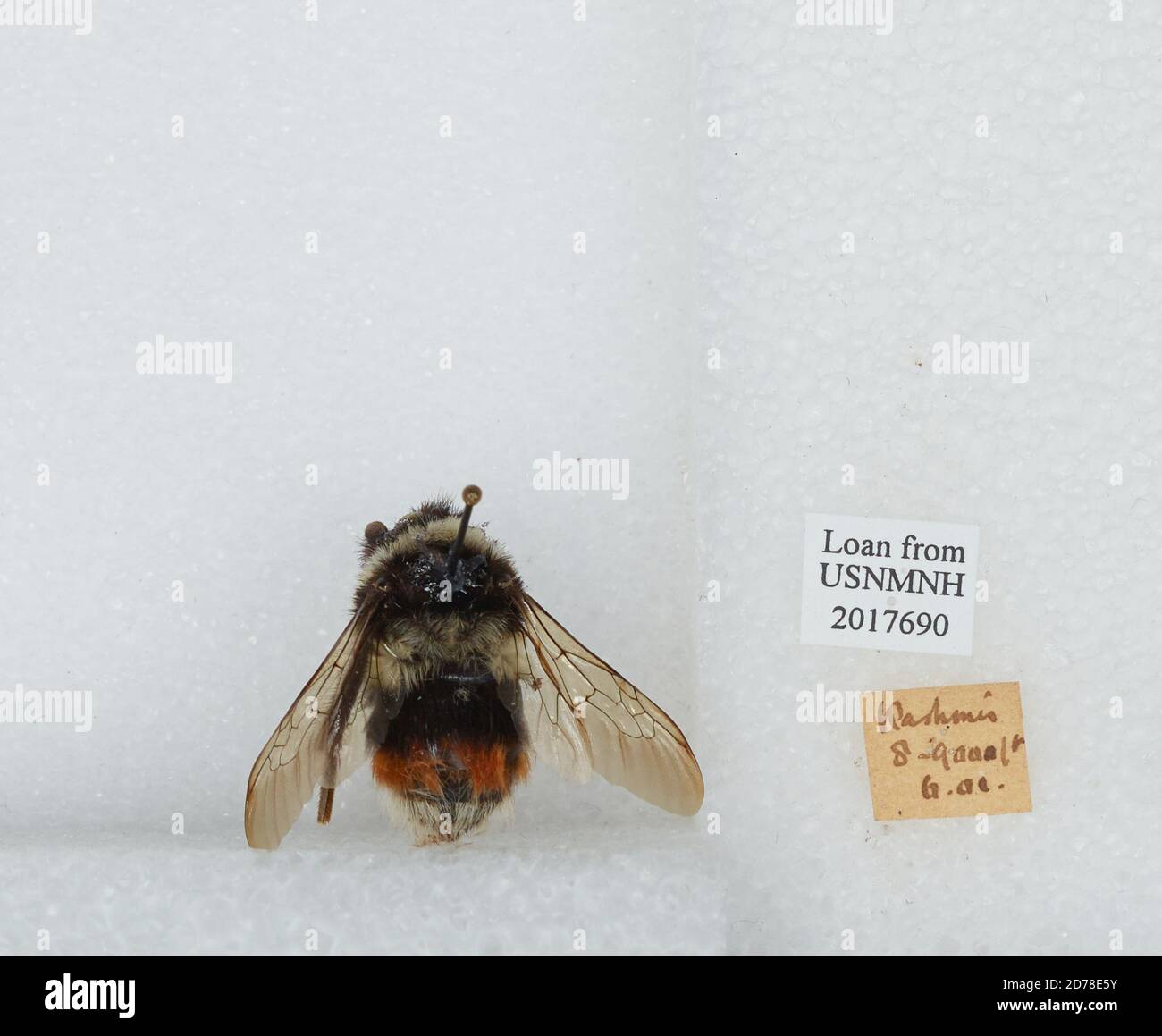 Kashmir, India, Bombus (Melanobombus) rufofasciatus Smith, Animalia ...