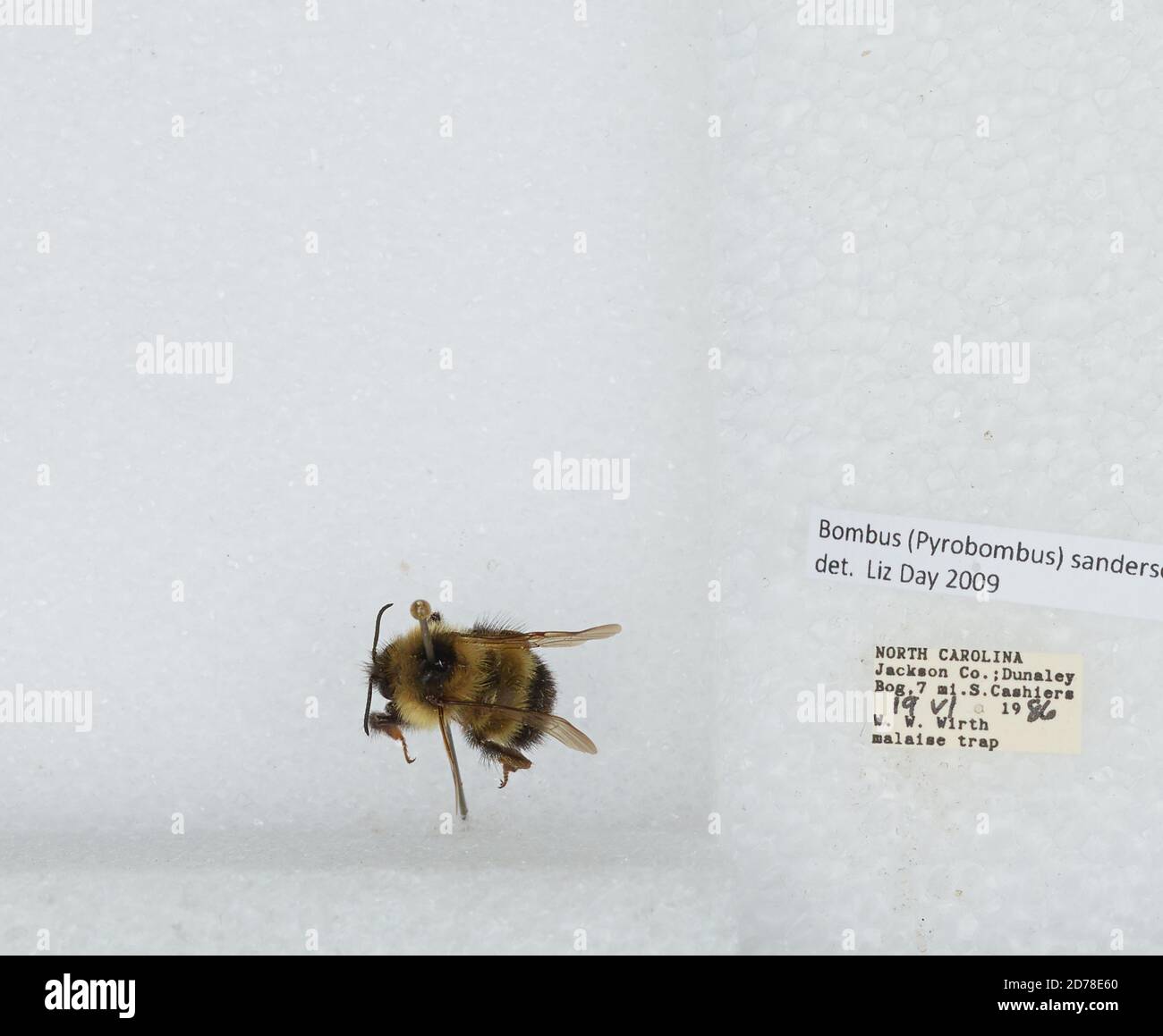 Dulaney Bog, 7 miles south of Cashiers, Jackson, North Carolina, United ...