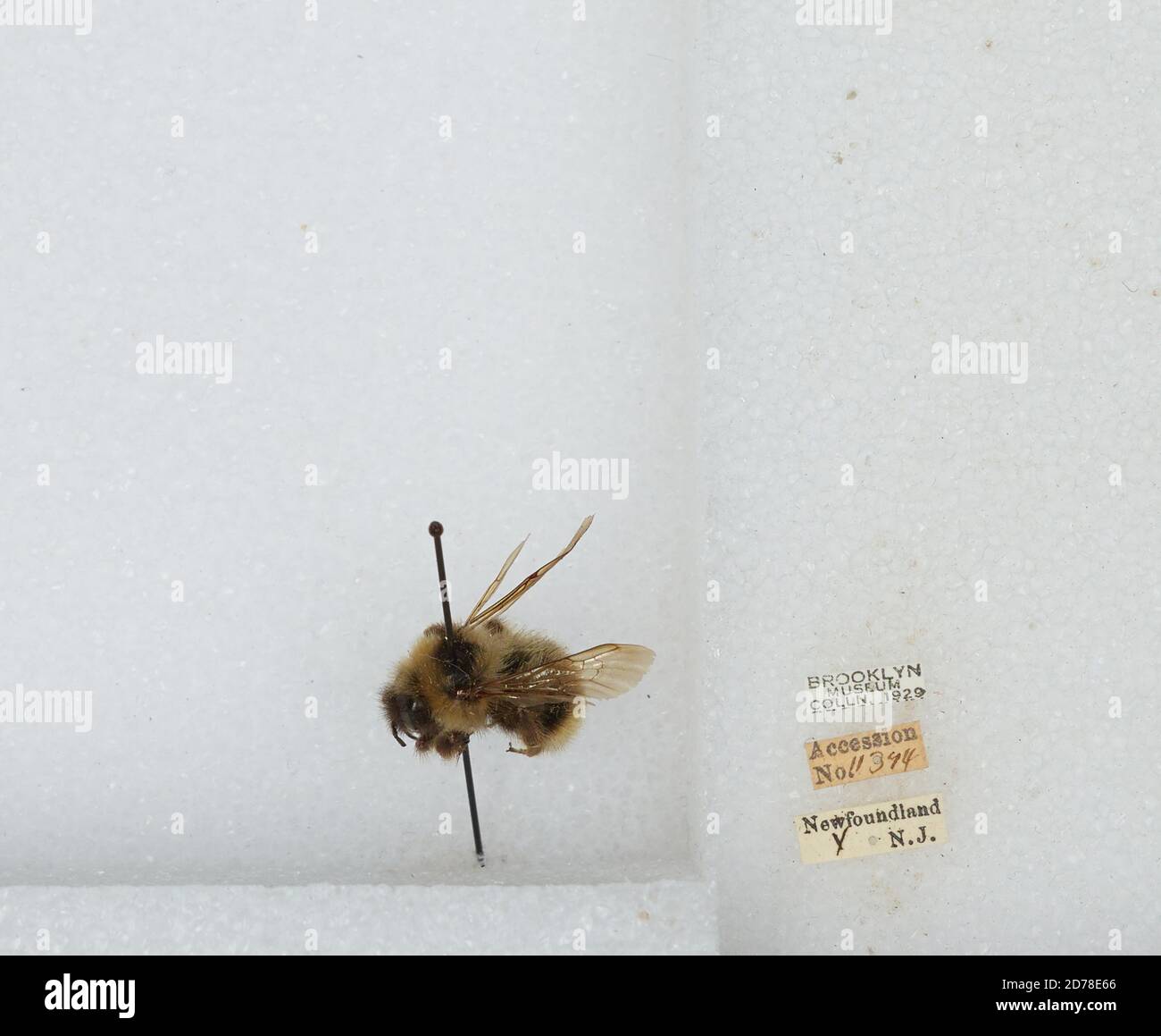 Newfoundland, Passaic, New Jersey, United States, Bombus (Psithyrus ...