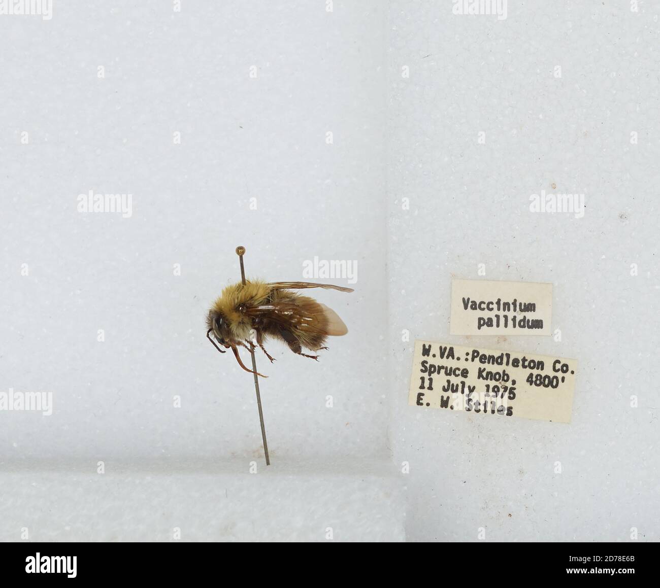 Spruce Knob, Pendleton, West Virginia, United States, Bombus ...
