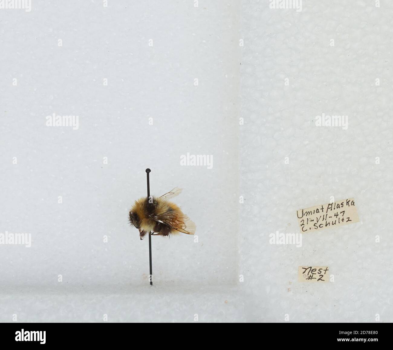 Umiat, North Slope, Alaska, United States, Bombus (Pyrobombus ...