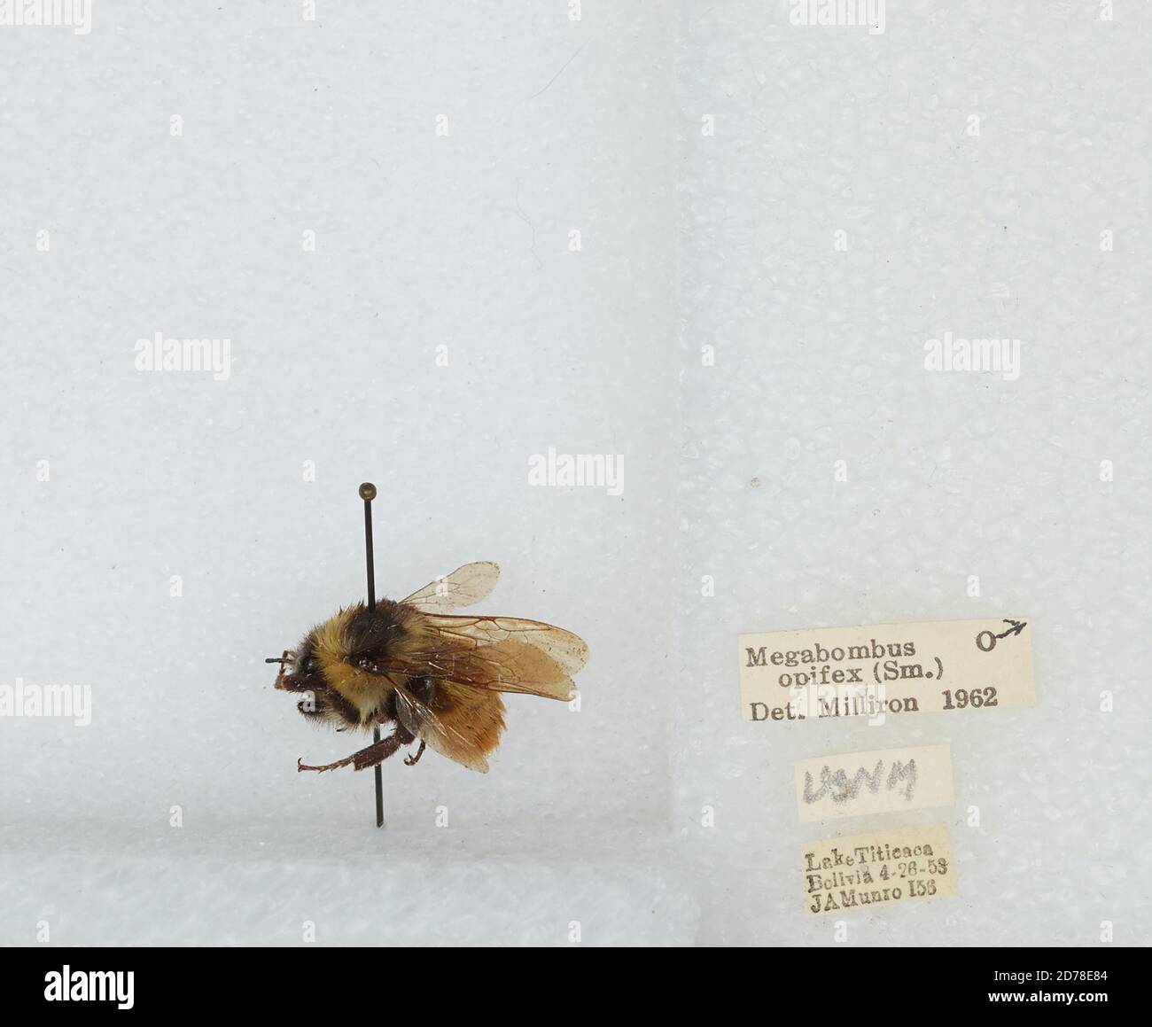 Lake Titicaca, Bolivia, Bombus (Megabombus) opifex Smith, Animalia ...