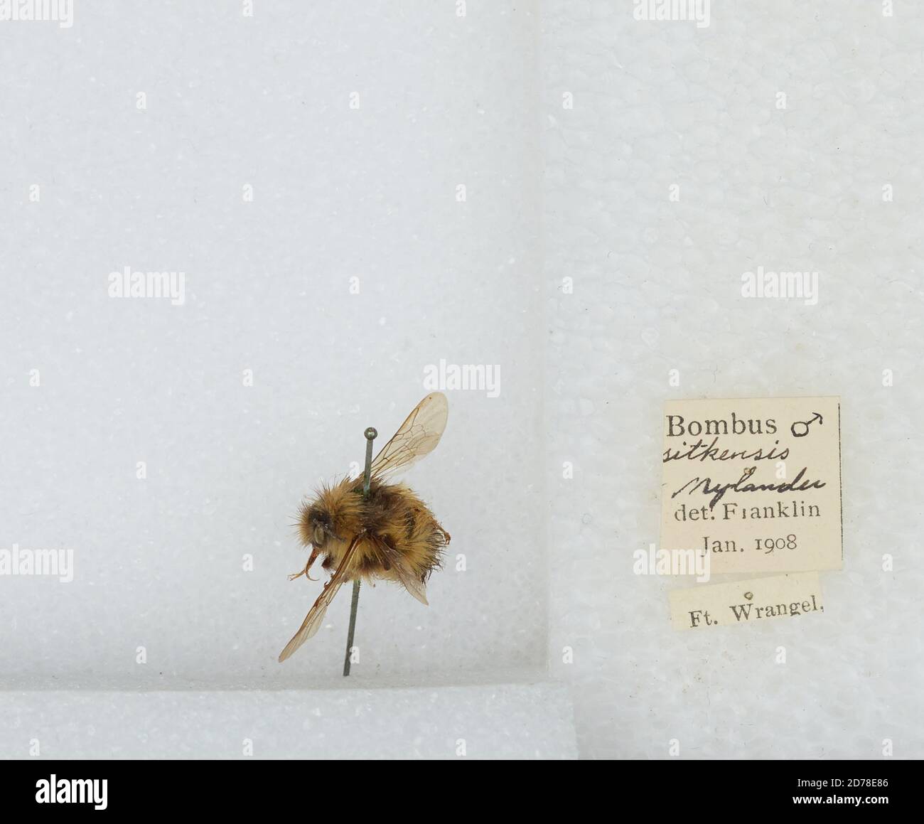 Fort Wrangel, Wrangell, Alaska, United States, Bombus (Pyrobombus ...