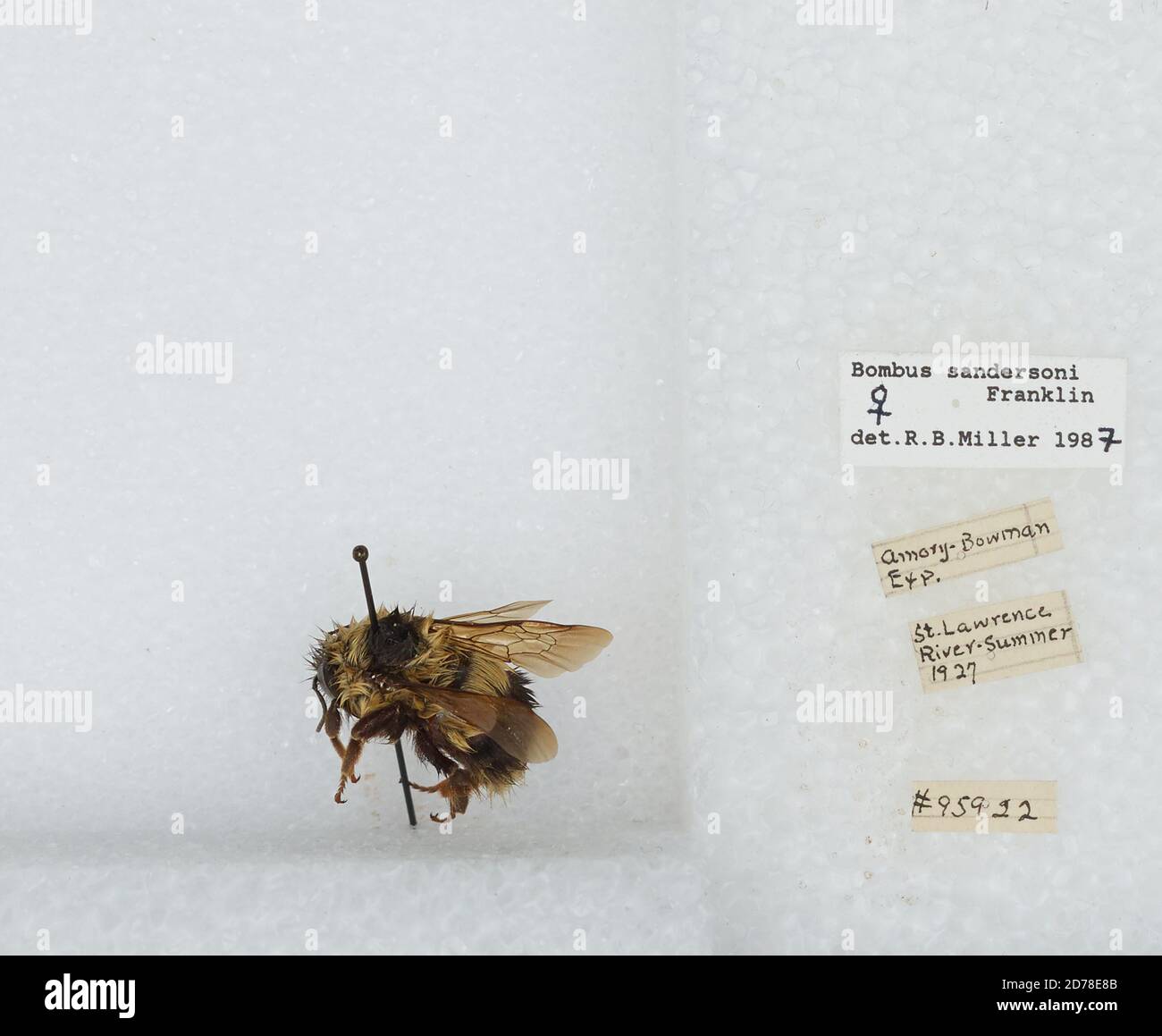 St. Lawrence River, Canada, Bombus (Pyrobombus) sandersoni Franklin ...