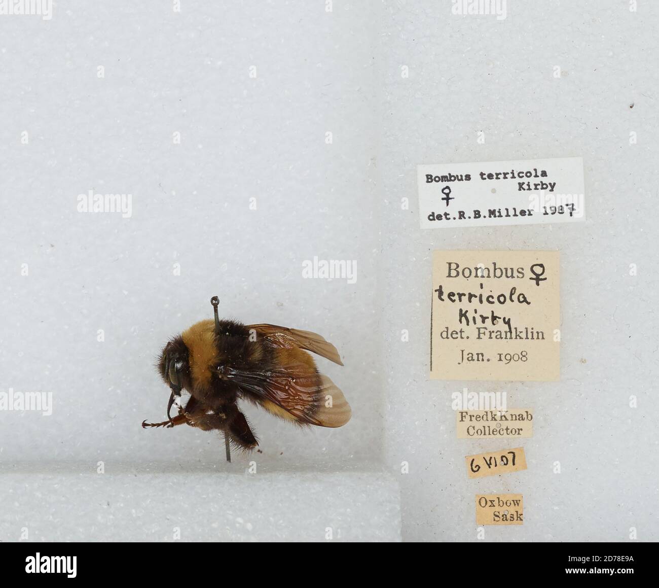 Oxbow, Saskatchewan, Canada, Bombus (Bombus) terricola Kirby, Animalia ...