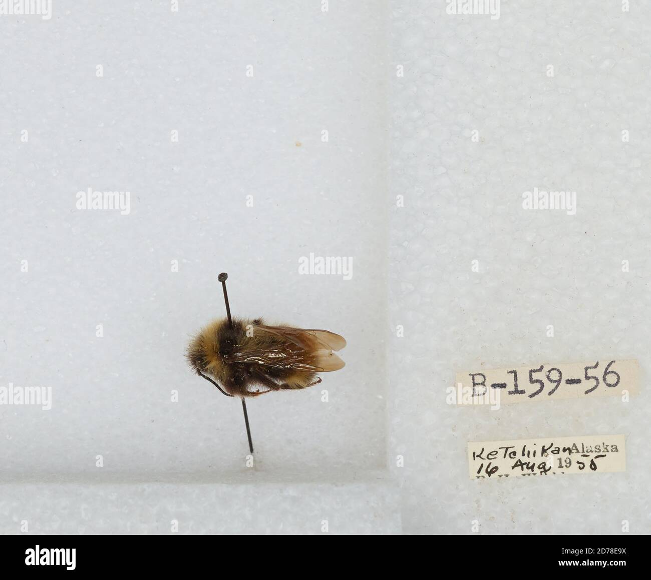 Ketchikan, Ketchikan Gateway, Alaska, United States, Bombus (Psithyrus ...