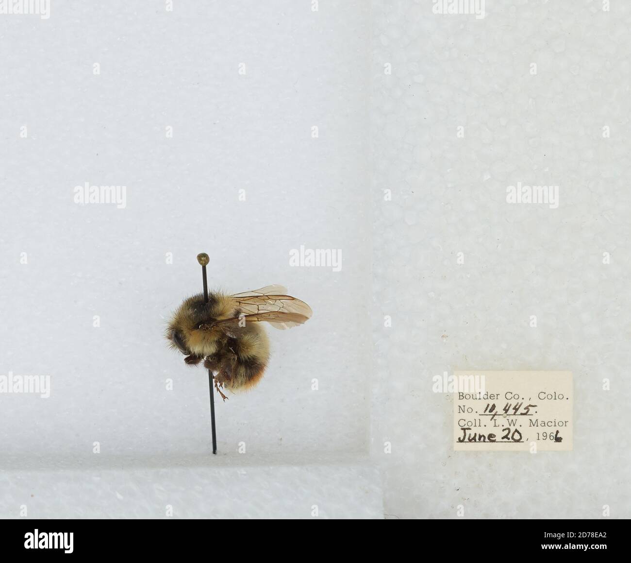 Boulder, Colorado, United States, Bombus (Pyrobombus) mixtus Cresson ...