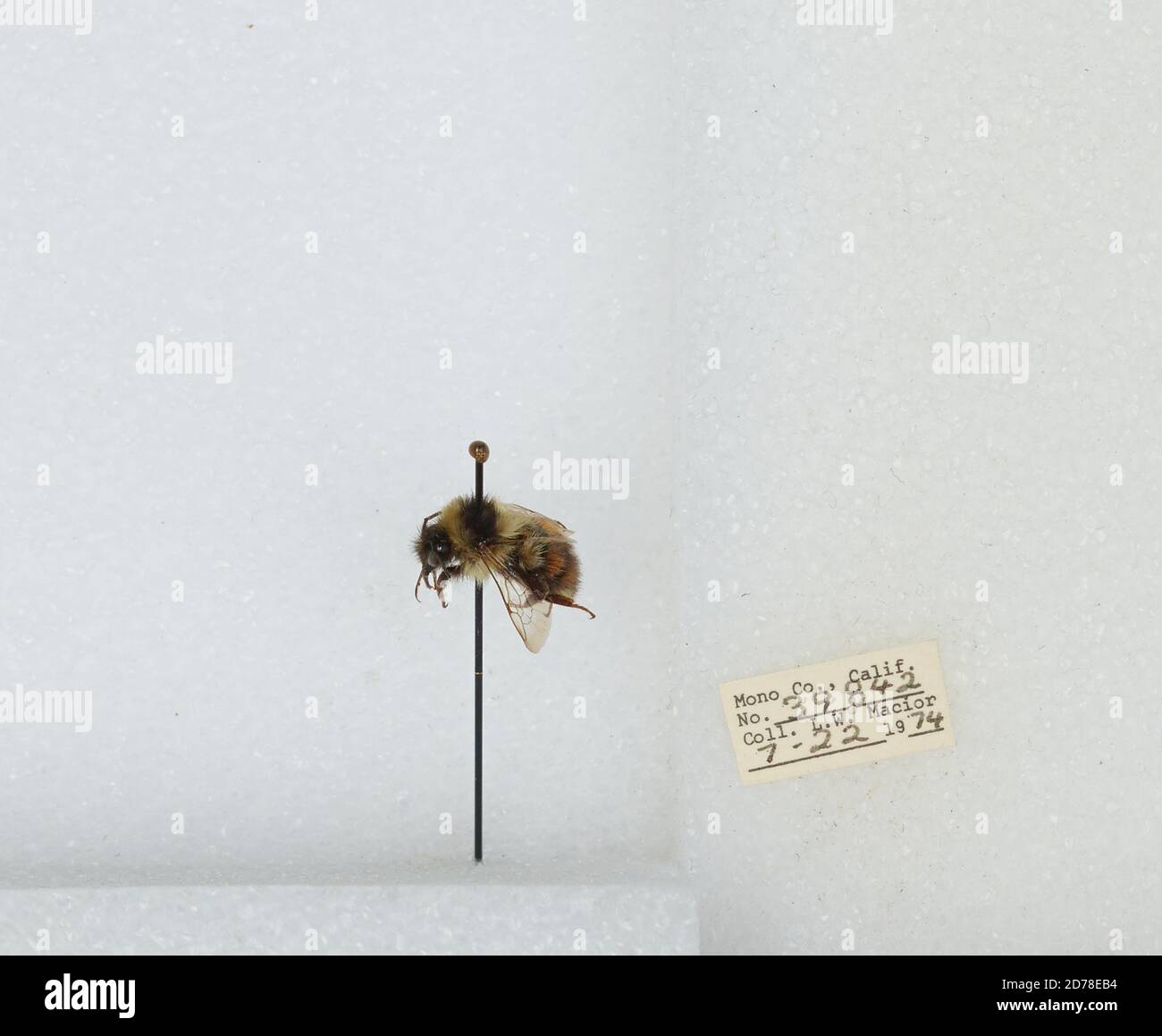 Mono, California, United States, Bombus (Cullumanobombus) rufocinctus ...