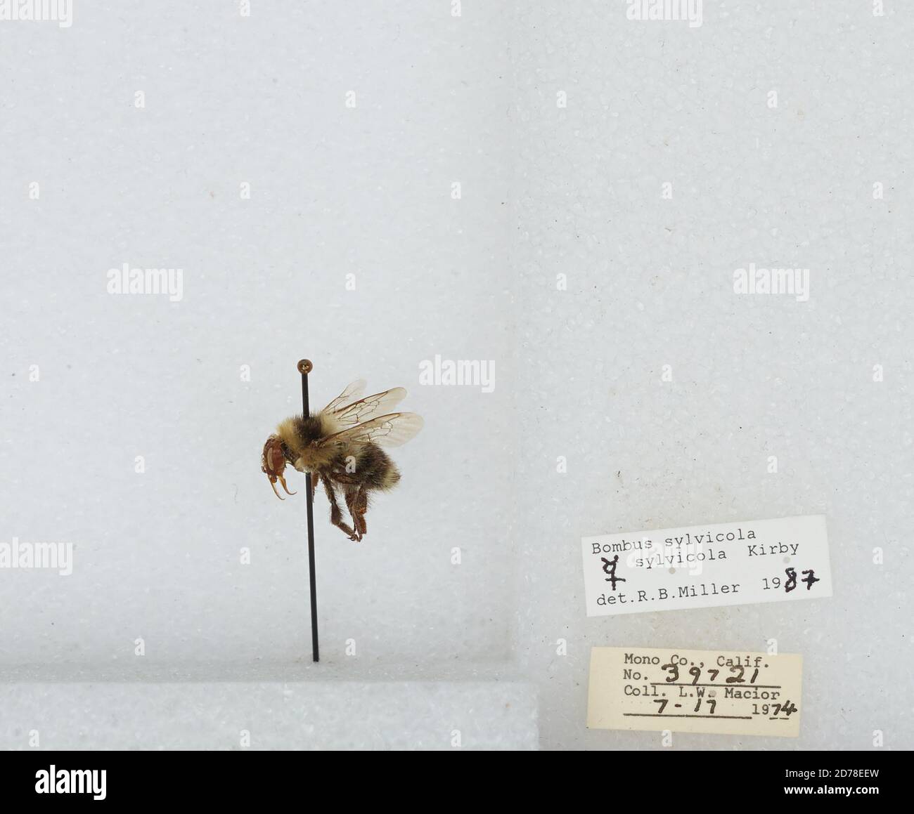 Mono, California, United States, Bombus (Pyrobombus) sylvicola Kirby ...