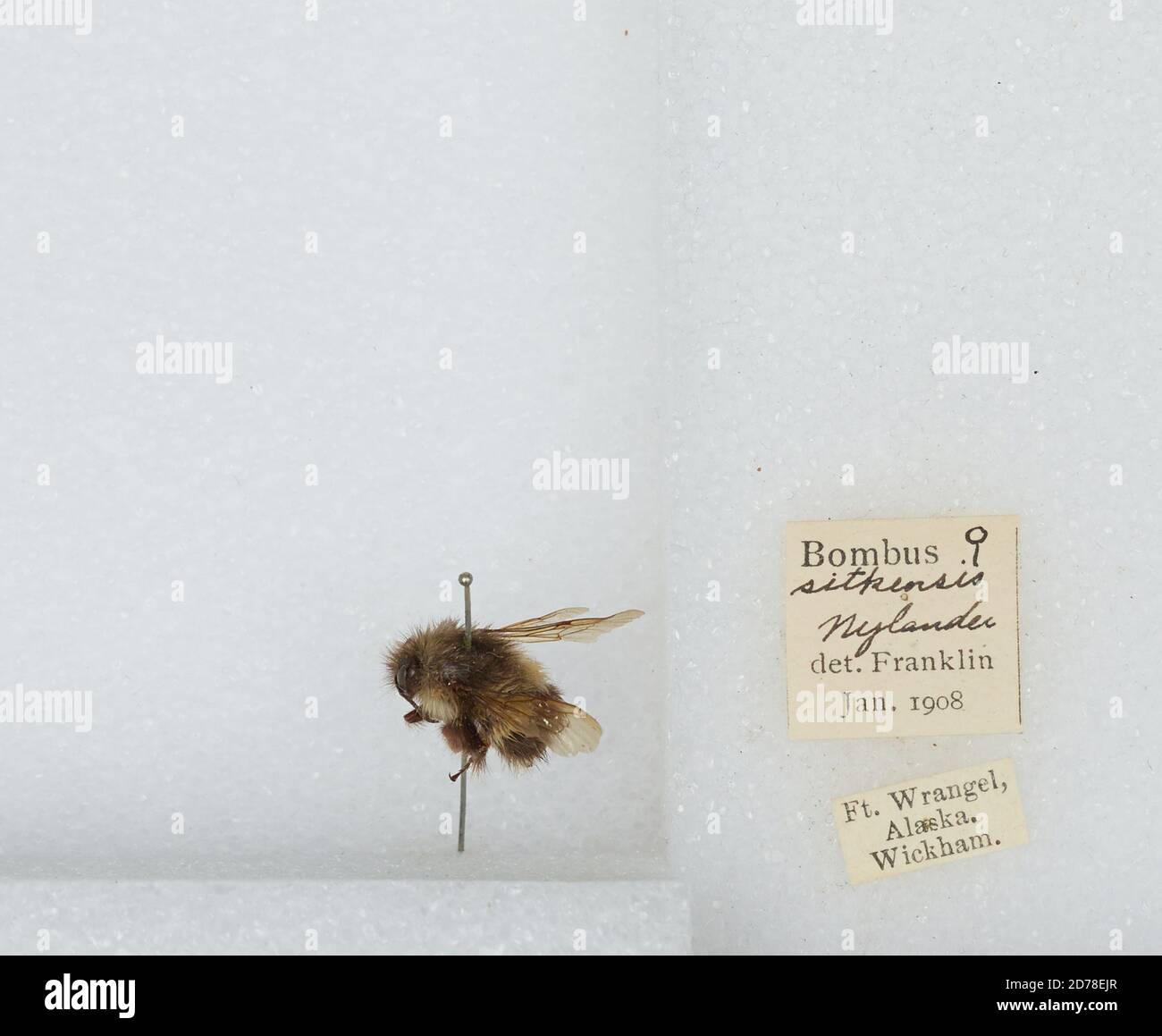 Fort Wrangel, Wrangell, Alaska, United States, Bombus (Pyrobombus ...