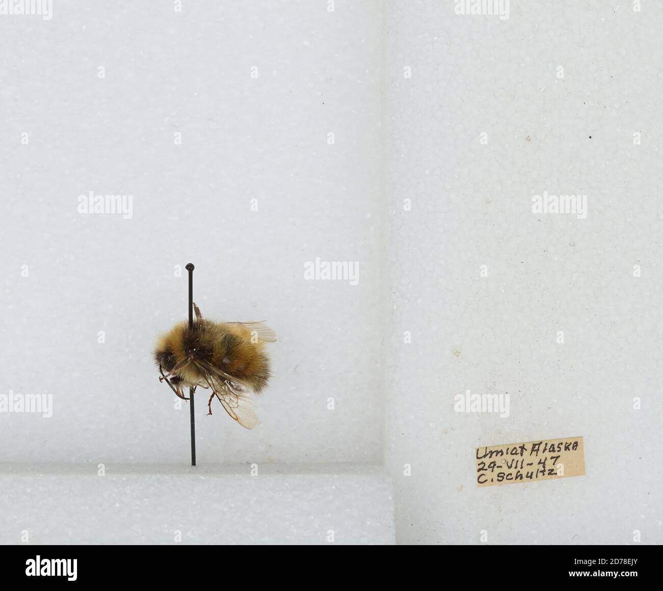 Umiat, North Slope, Alaska, United States, Bombus (Pyrobombus ...