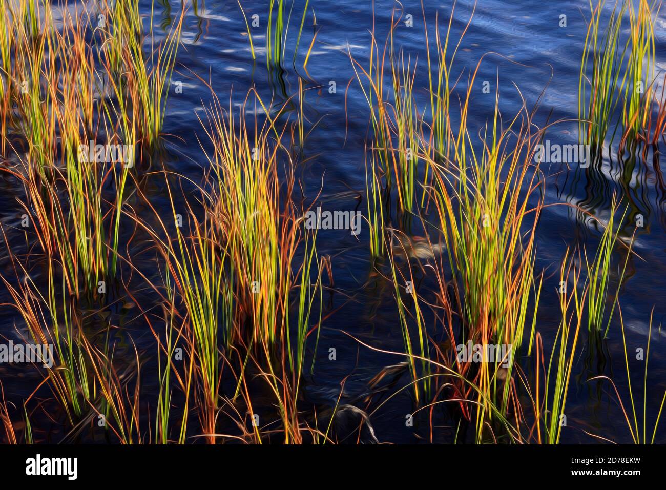 Close up on colorful straws, reed in a lake in the taiga area ...