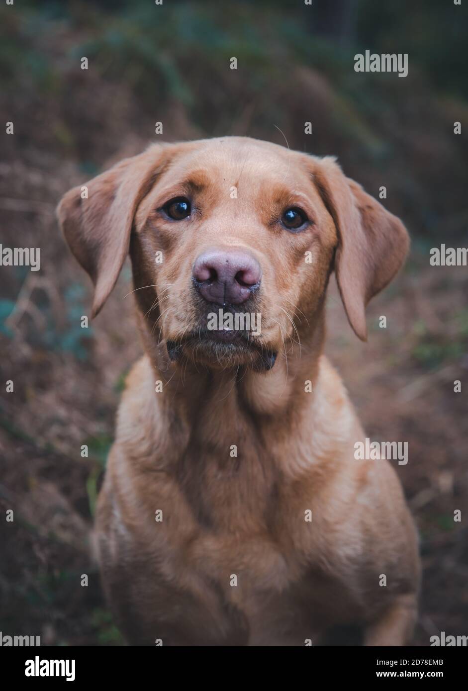 A portrait of a pedigree, working Labrador retriver Gun Dog in woodland ...