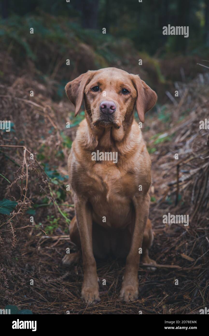 A portrait of a pedigree, working Labrador retriver Gun Dog in woodland ...