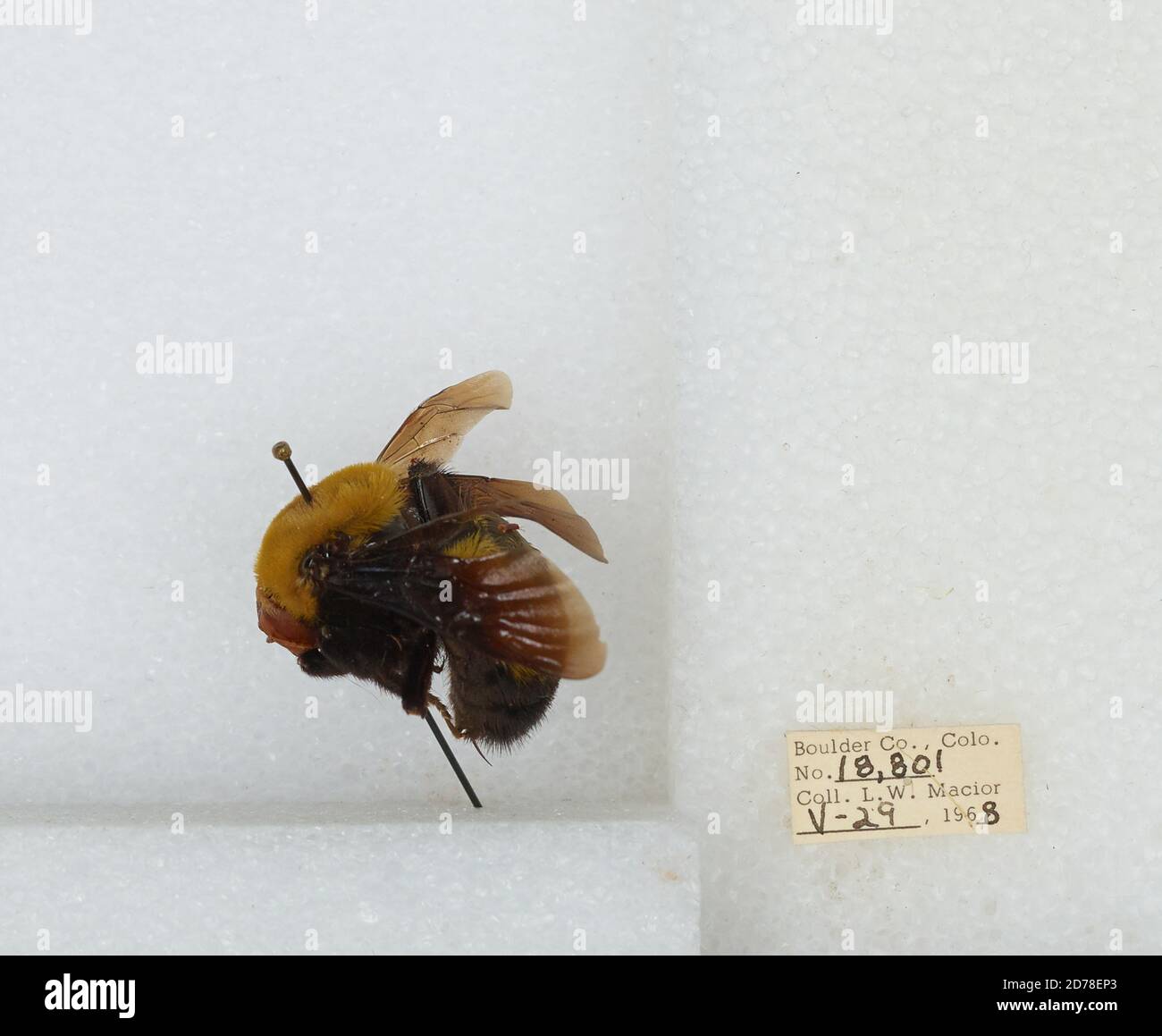 Boulder, Colorado, United States, Bombus (Separatobombus) morrisoni ...